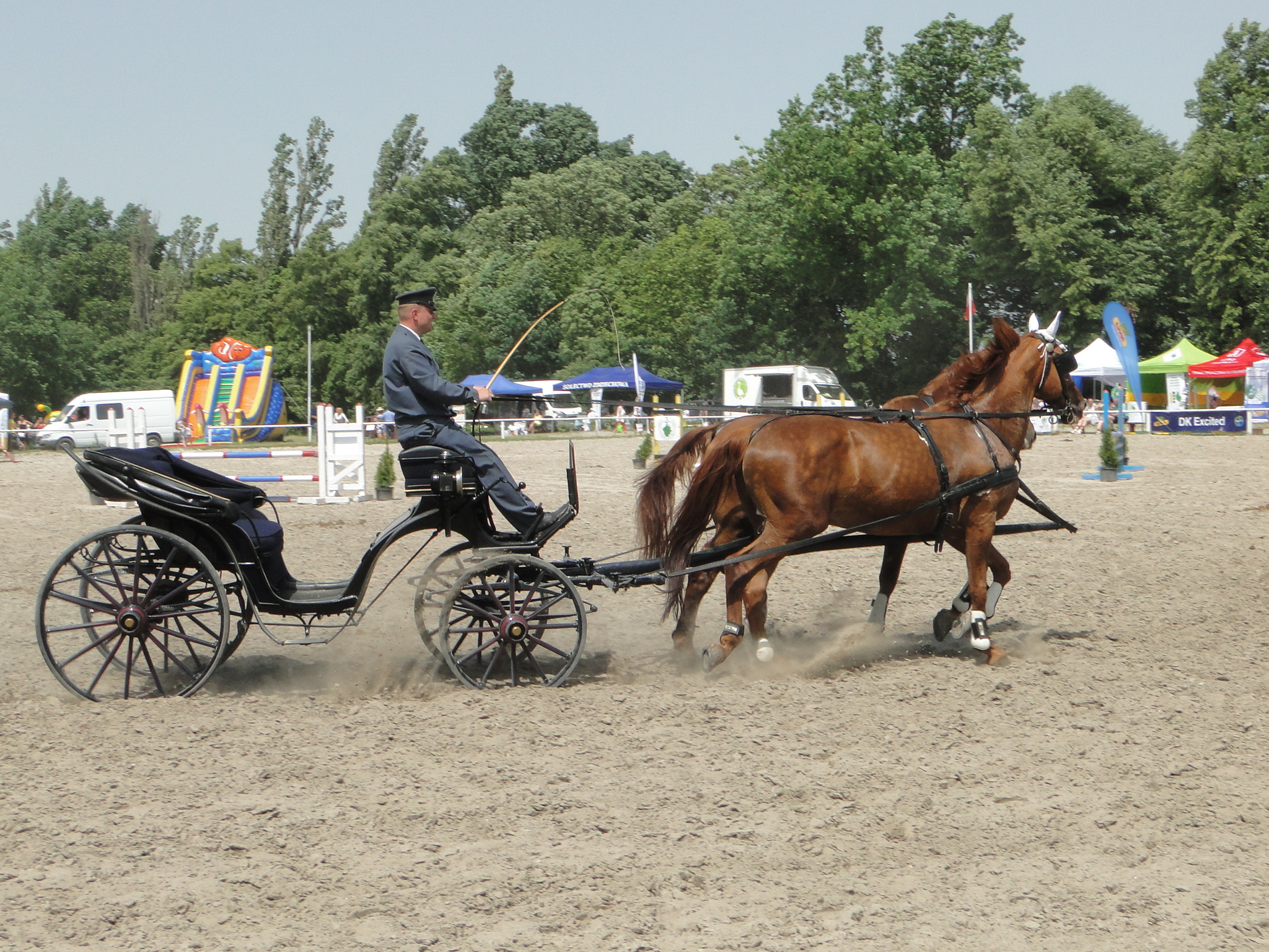 Stado Ogierów w Gnieźnie - Gniezno