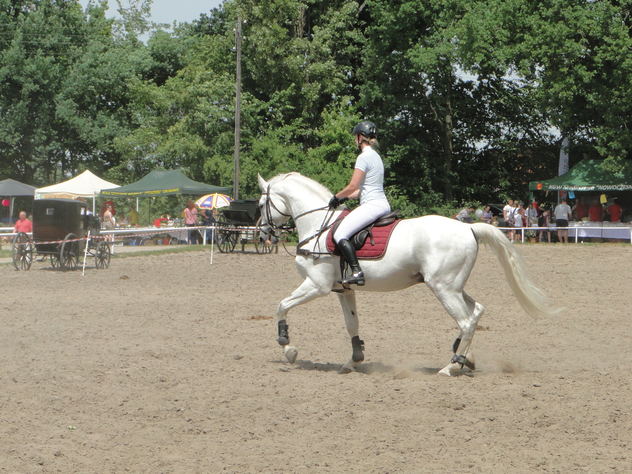 Stado Ogierów w Gnieźnie - Gniezno