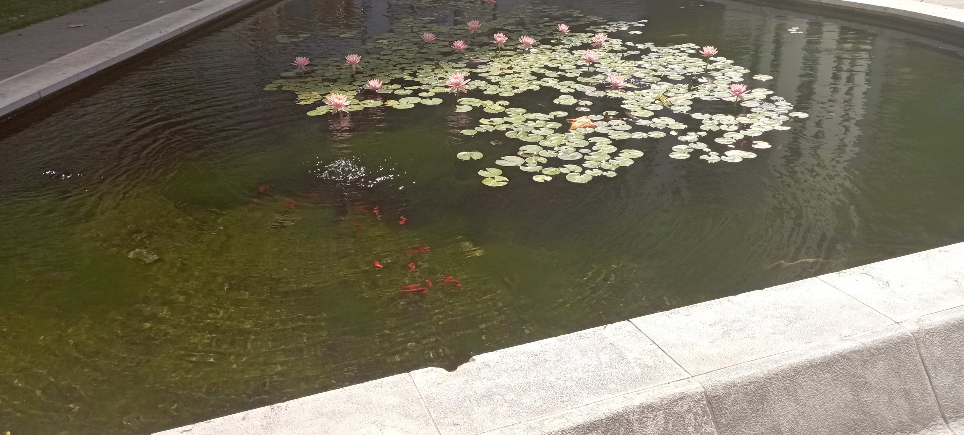 Fish Pond - Greater Tel Aviv