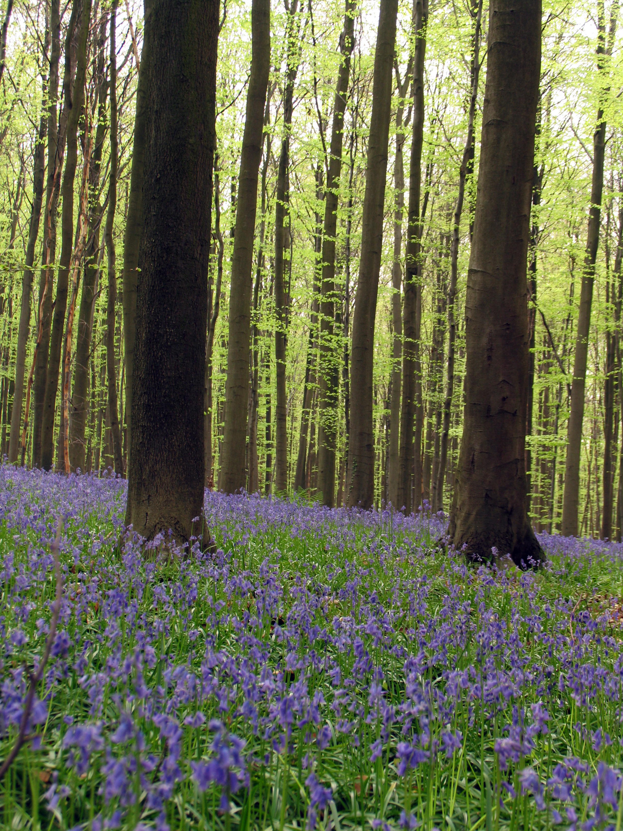 Neigembos - Meerbeke | park, bos / woud
