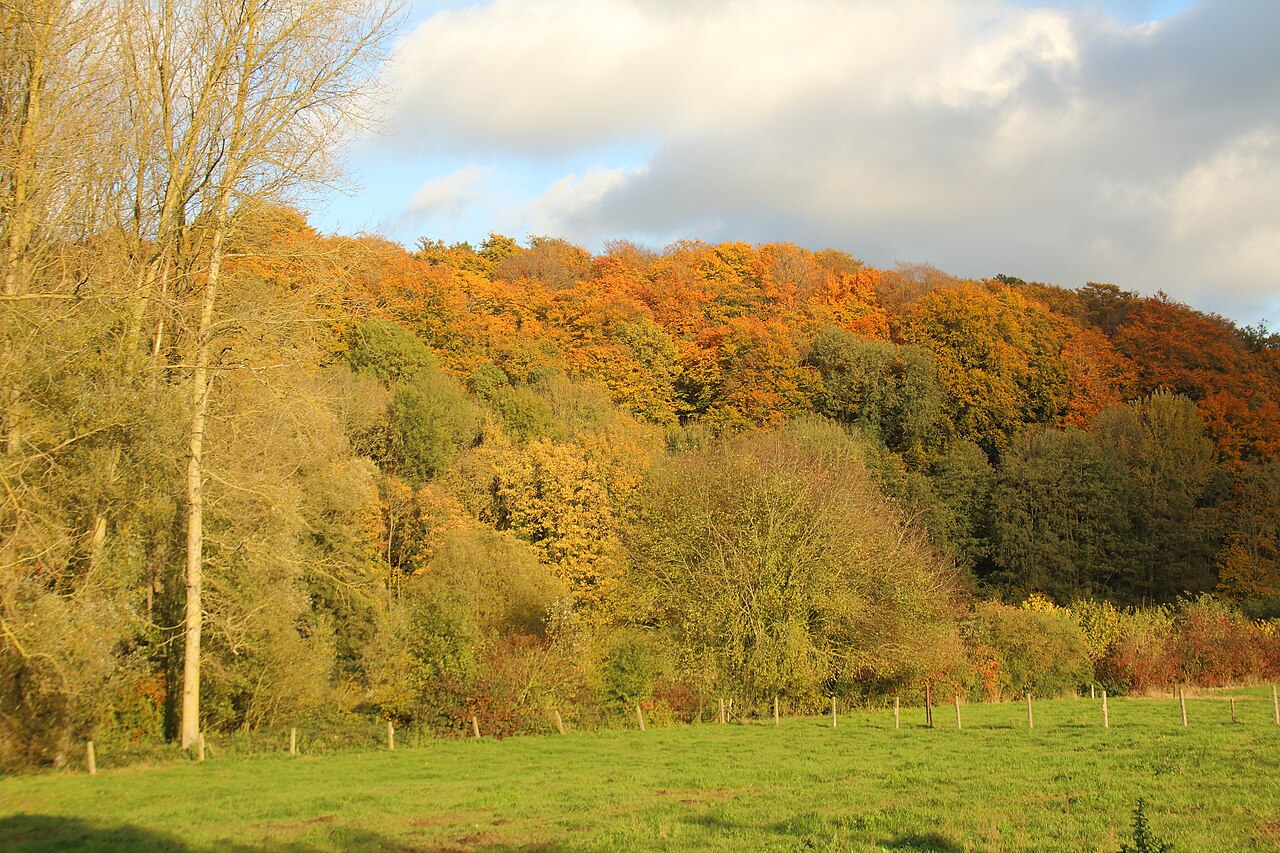 Neigembos - Meerbeke | park, bos / woud