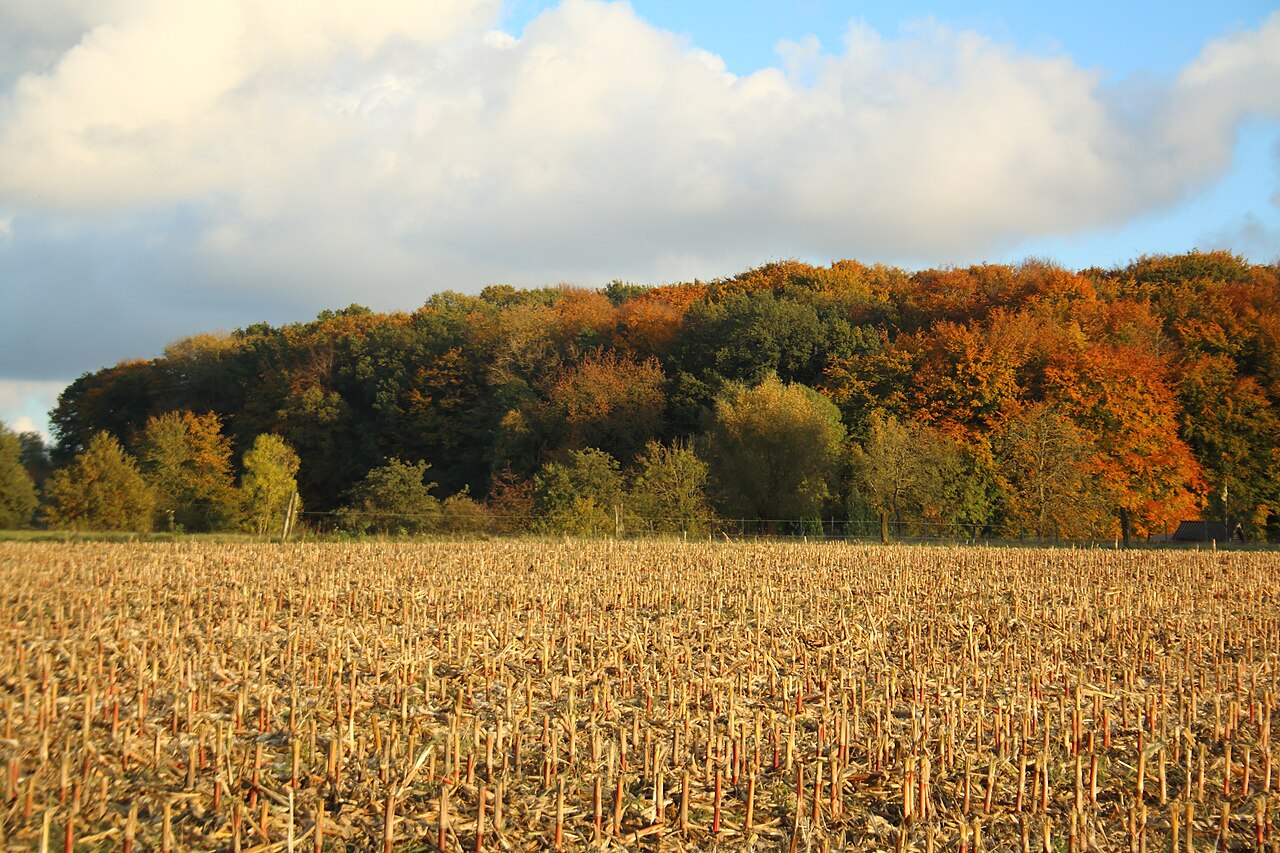 Neigembos - Meerbeke | park, bos / woud