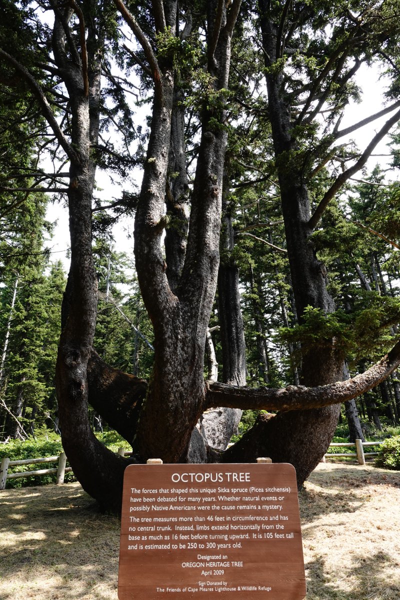 Octopus Tree of Cape Meares | interesting place