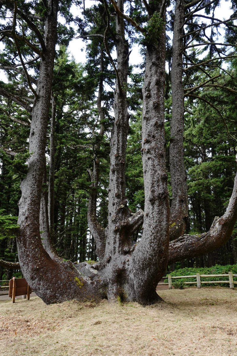 Octopus Tree of Cape Meares | interesting place
