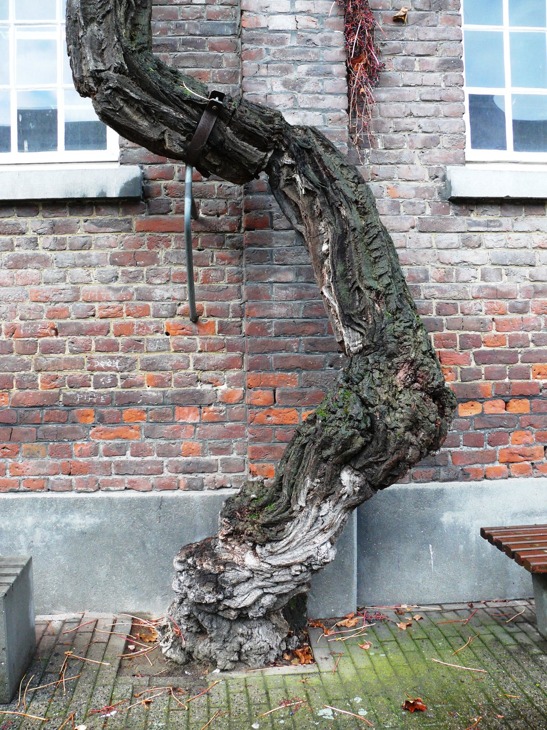 Wilde Wingerd - Tienen