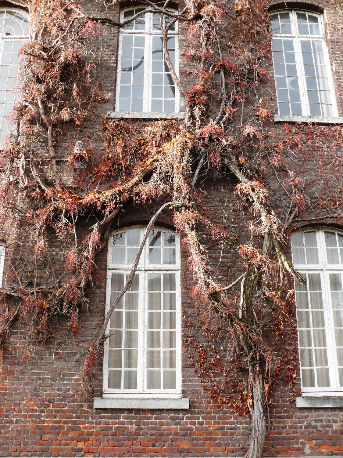 Wilde Wingerd - Tienen