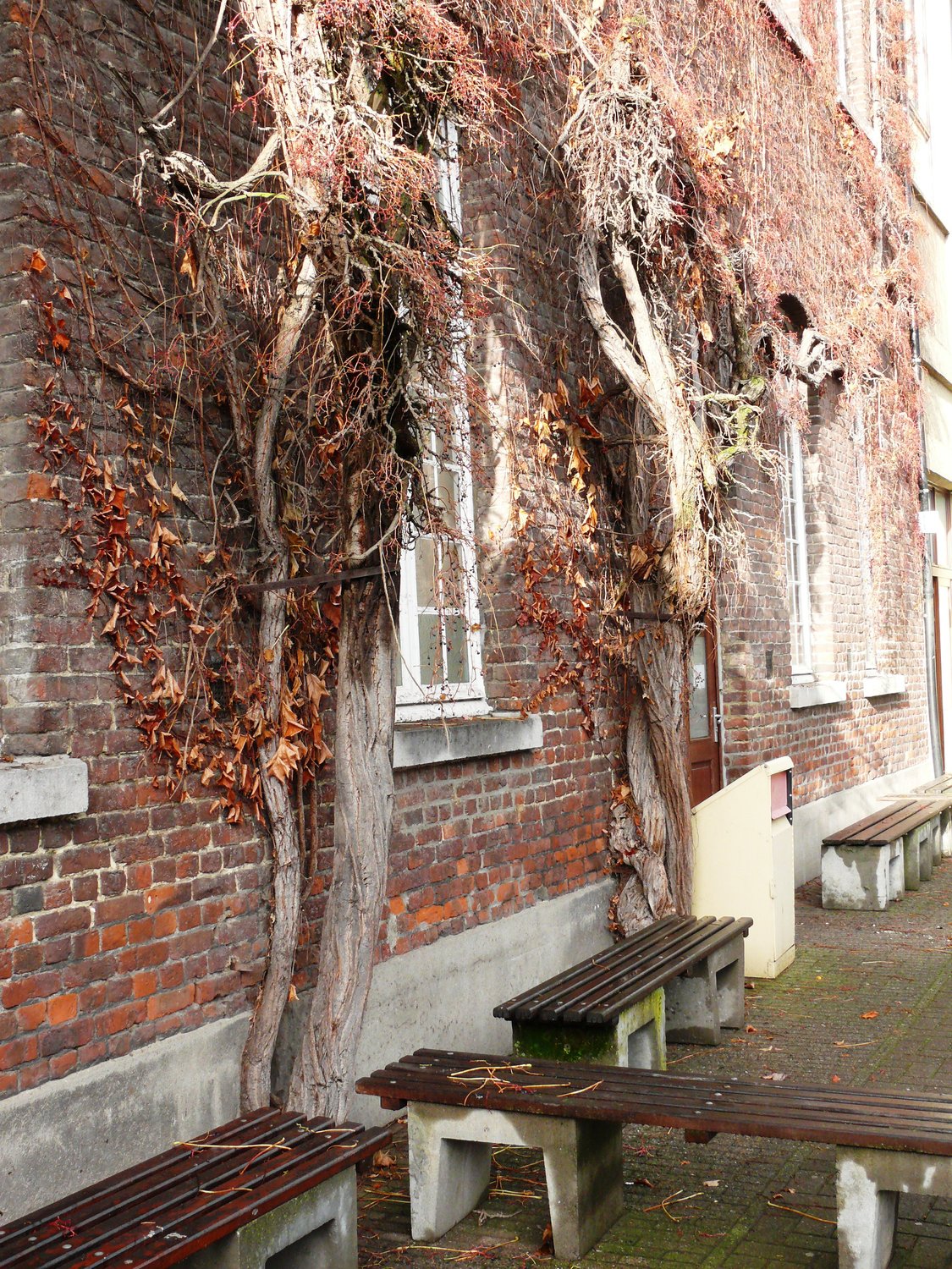 Wilde Wingerd - Tienen