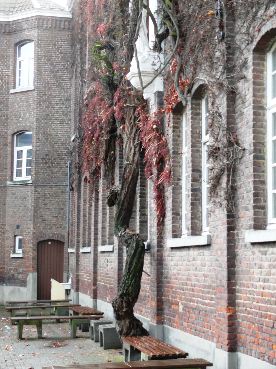 Wilde Wingerd - Tienen