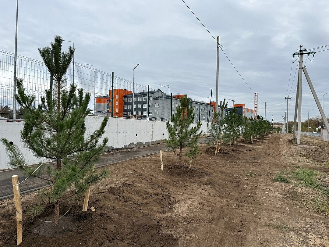 Crimean pine plantings - Staraya Stanitsa