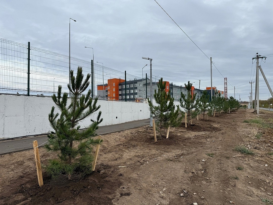 Crimean pine plantings - Staraya Stanitsa