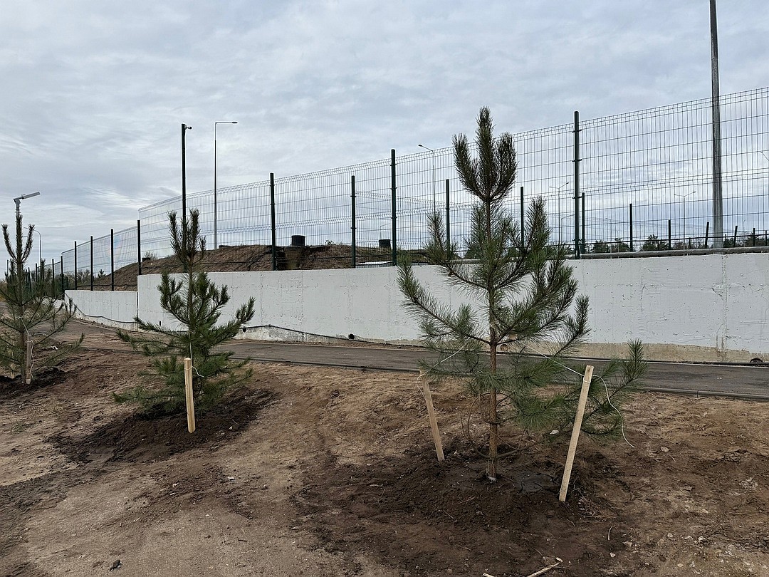 Crimean pine plantings - Staraya Stanitsa