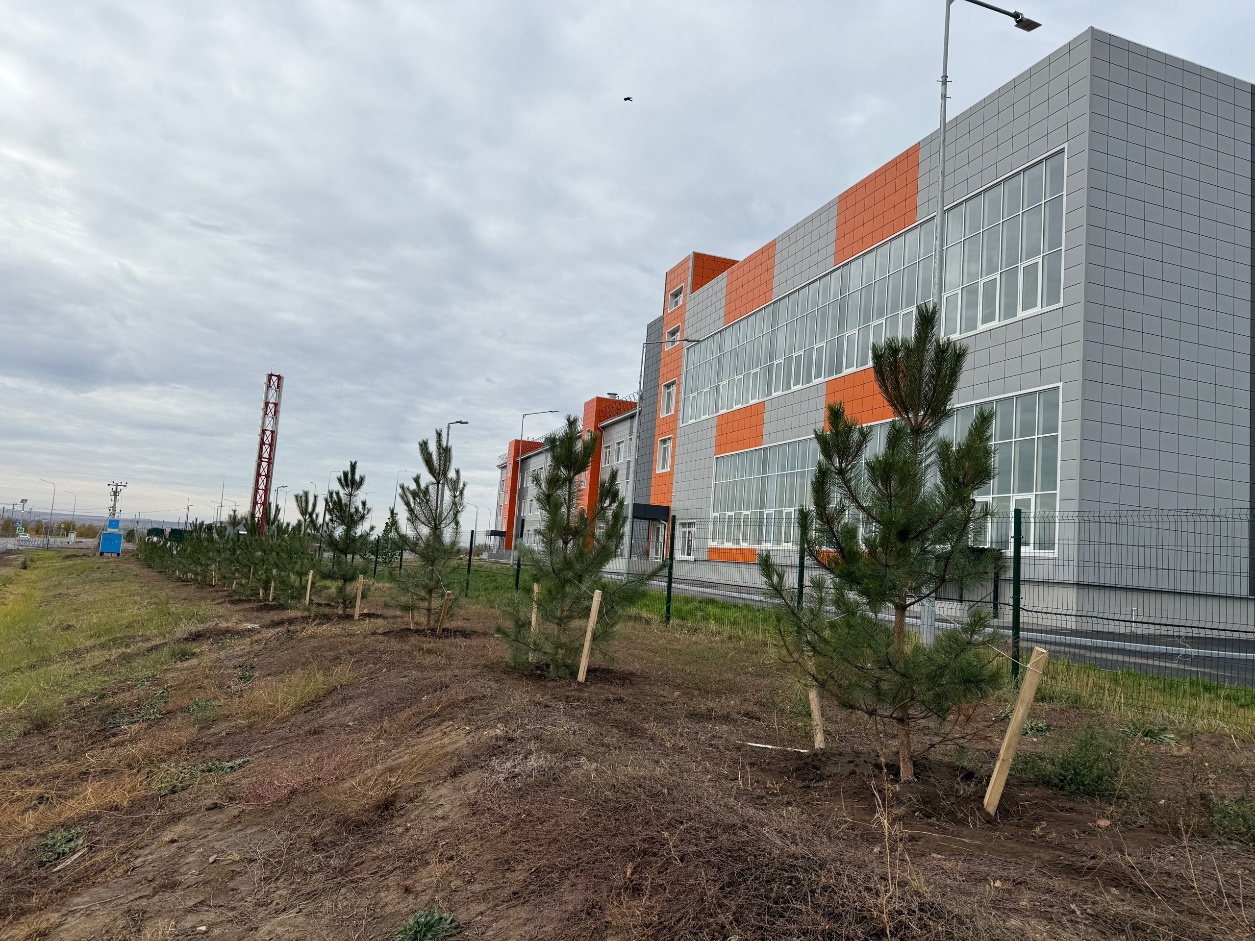 Crimean pine plantings - Staraya Stanitsa