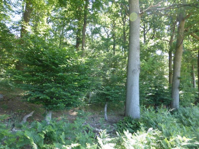 Lijnaanplanting - Overrepen