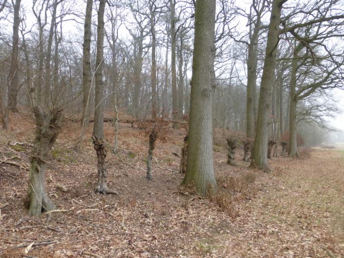 Lijnaanplanting - Overrepen