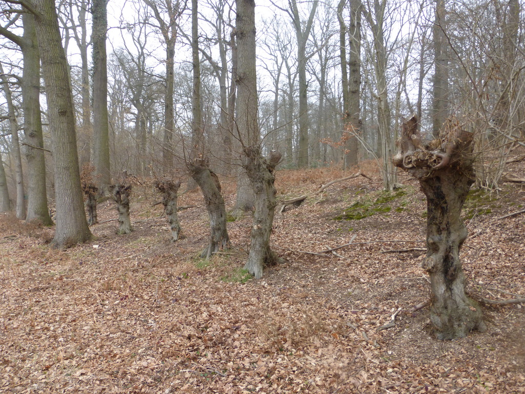 Lijnaanplanting - Overrepen