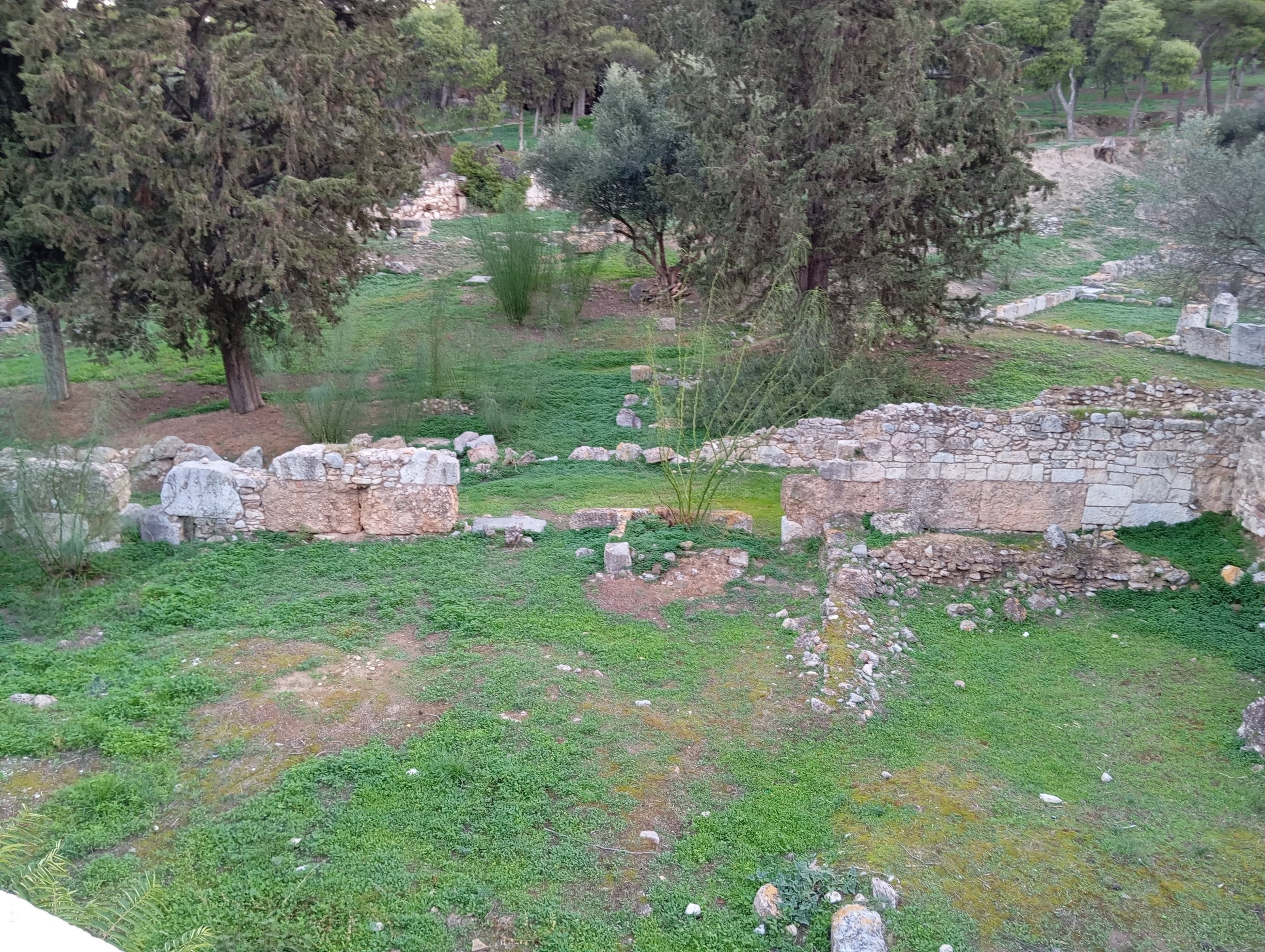 Jerusalem Thorn Tree - Athens