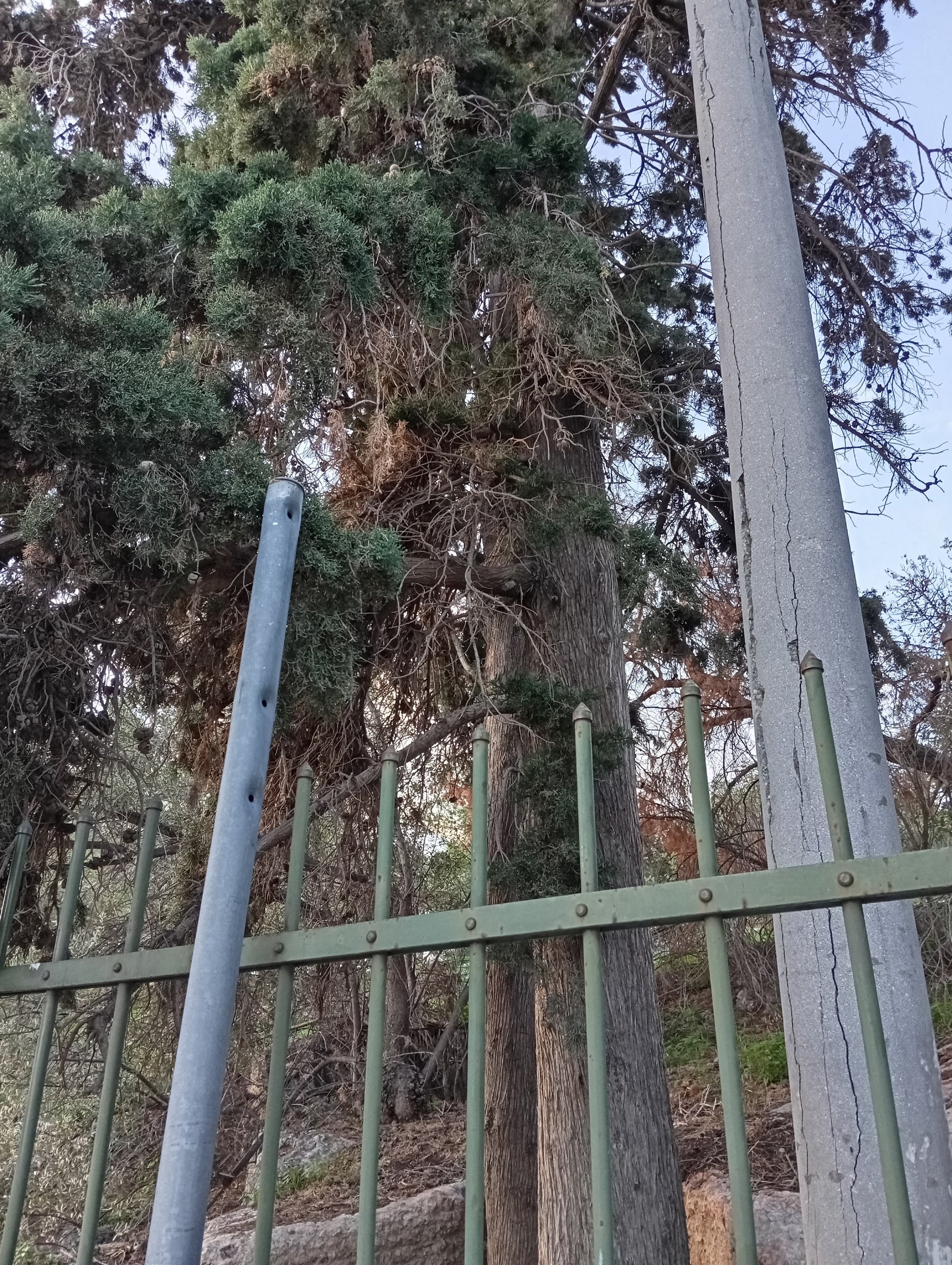 Tree - Athens