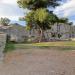 Pine tree - Athens