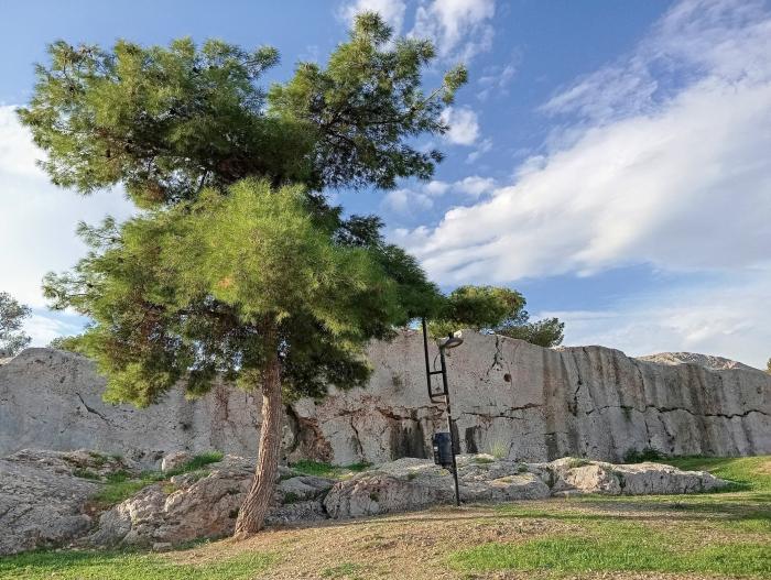 Pine tree - Athens