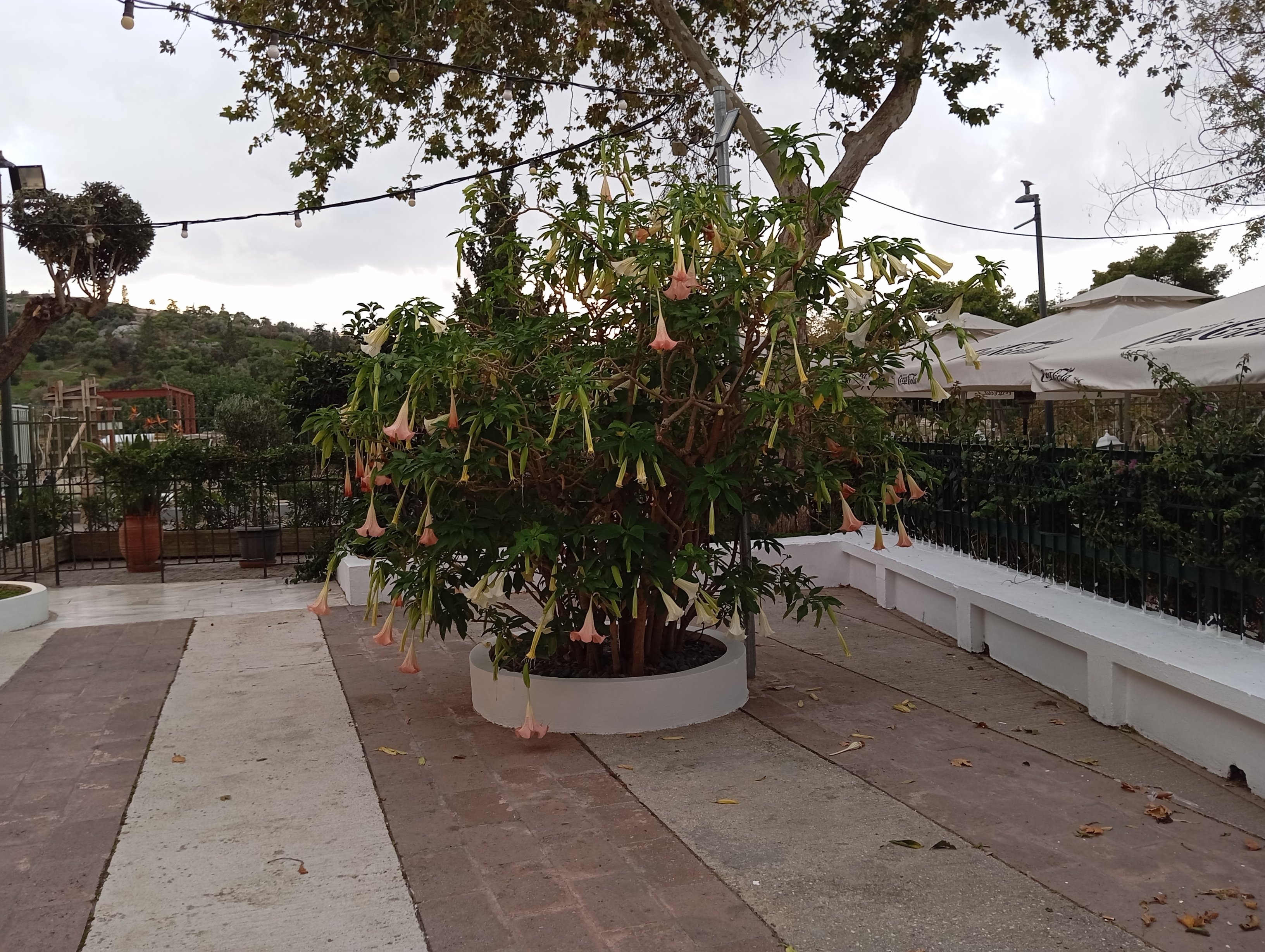 Tree with flowers - Athens